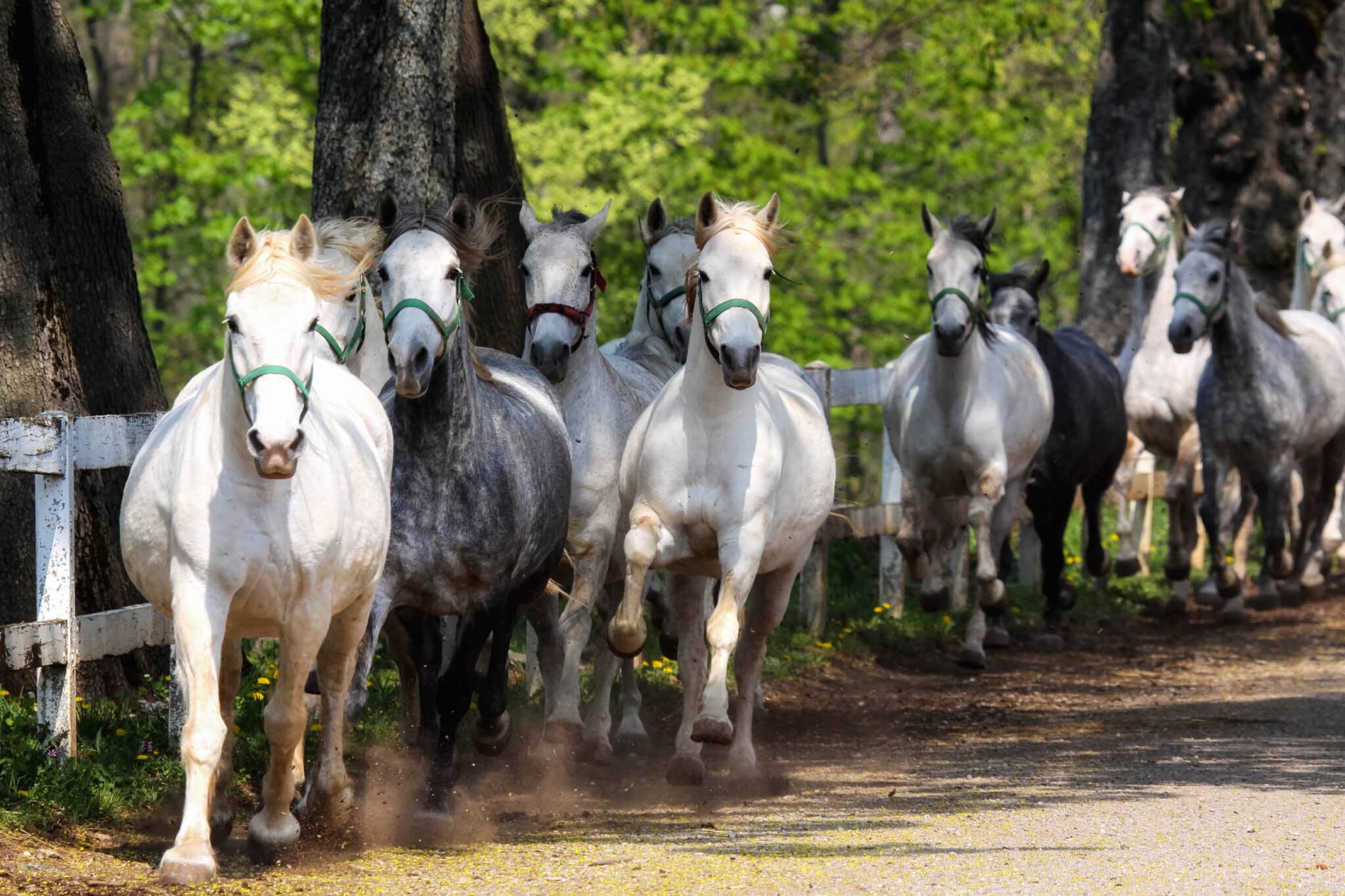 Lipica – die Wiege der Lipizzaner - SIMsKultur